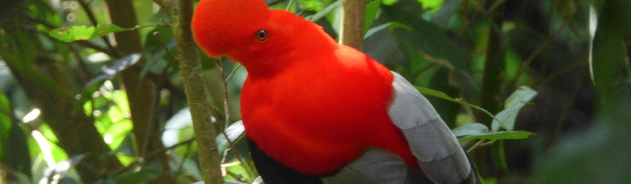 COLOMBIA - THE ANDES TOUR | Wingspan Bird Tours